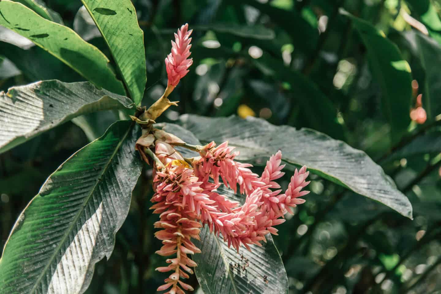 Where to Stay in Belize: Cotton Tree Lodge - 2023