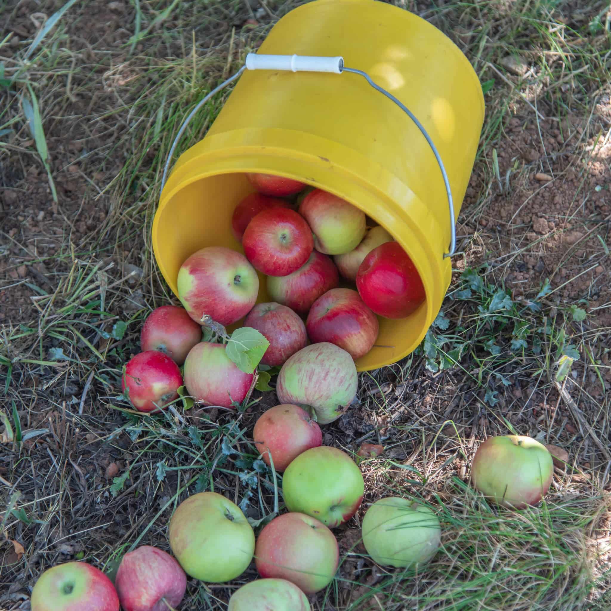 The TOP Apple Hill Orchards to Visit in 2023 (and Which Ones to Avoid)
