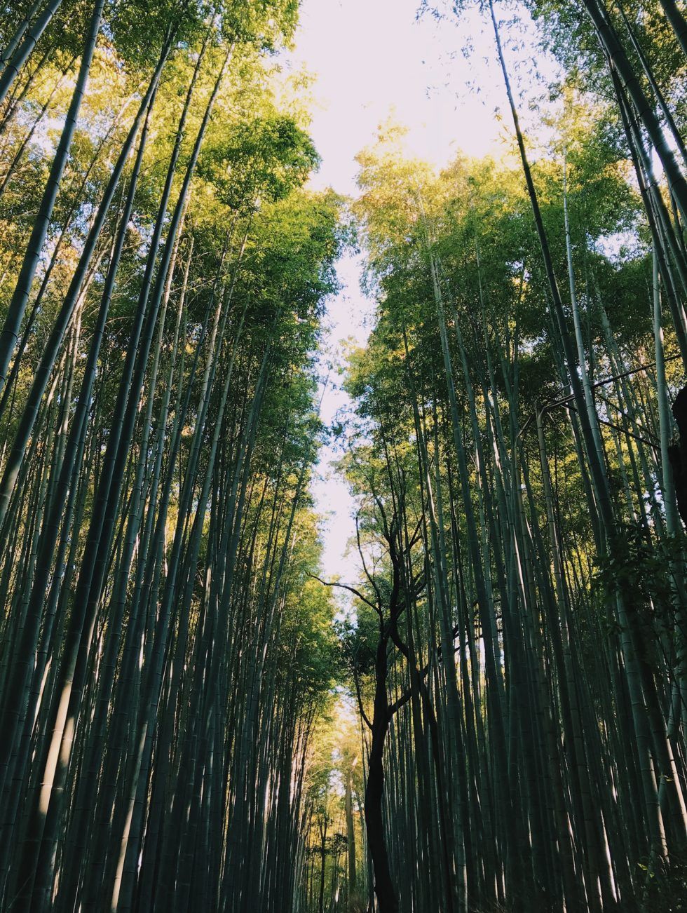 1 Day Kyoto Itinerary: The ULTIMATE Day Guide to Kyoto | 2023