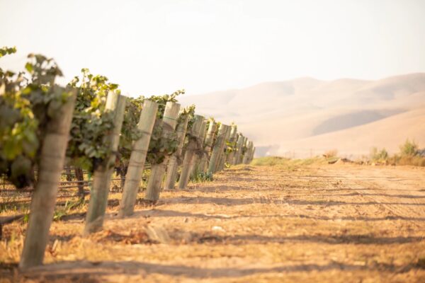 The 6 BEST Santa Maria Wineries to Visit | 2023