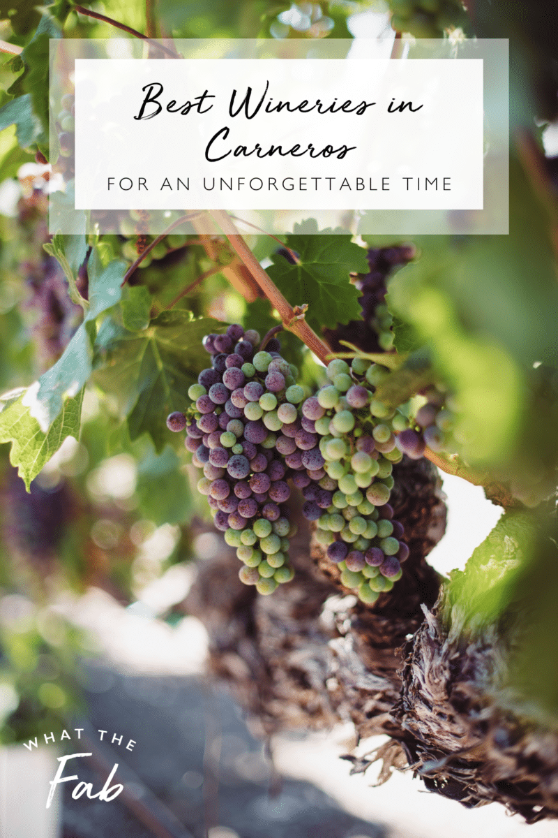 The BEST Wineries in Carneros For an Unforgettable Time