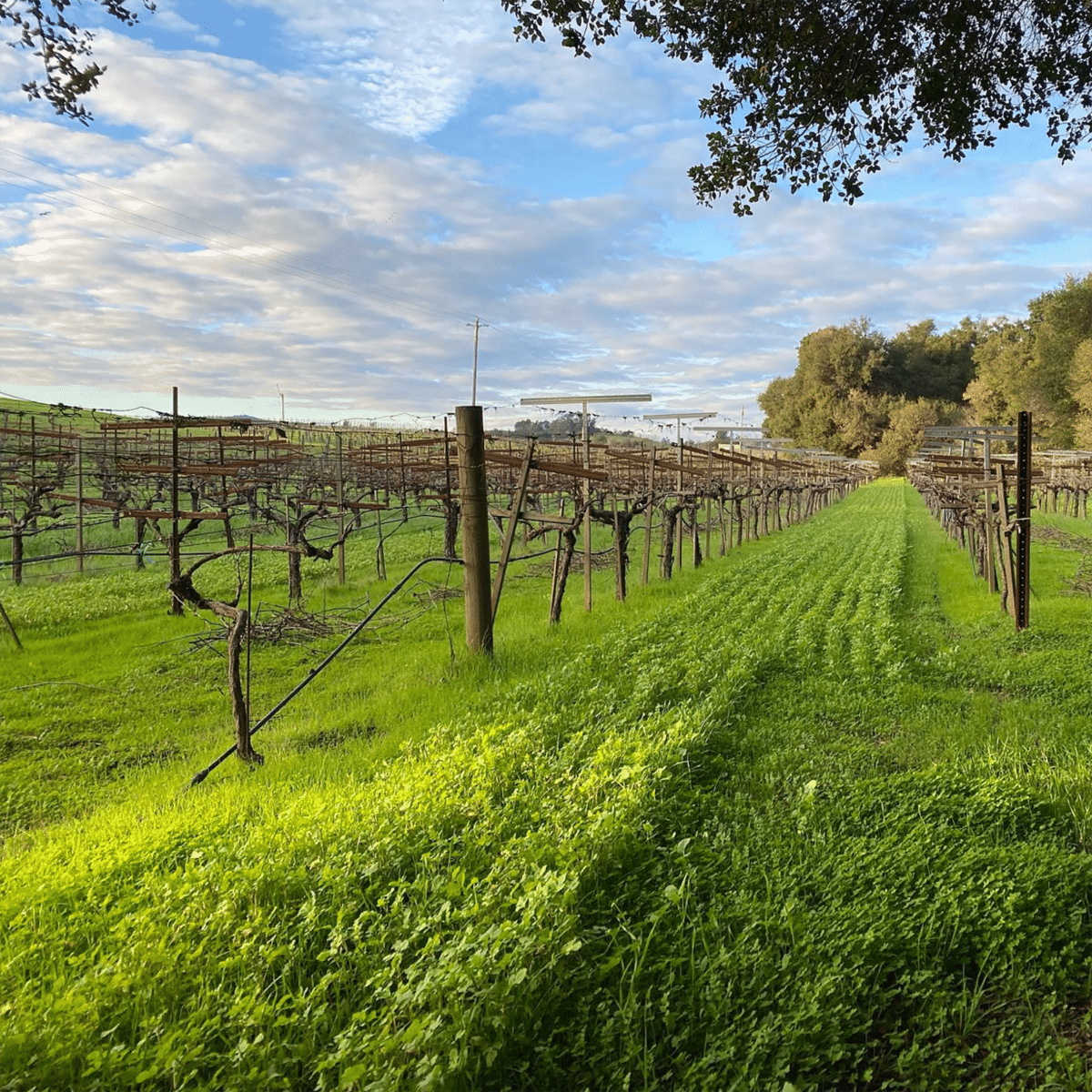 The BEST Wineries in Carneros For an Unforgettable Time