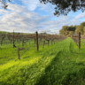 The BEST Wineries in Carneros For an Unforgettable Time