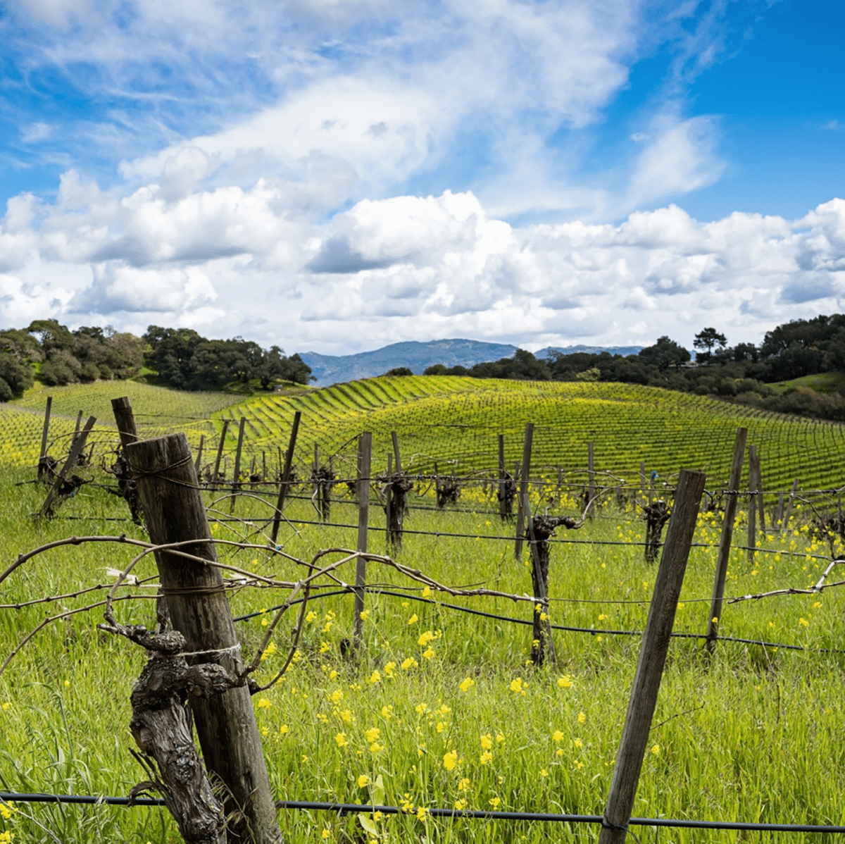 The BEST Wineries in Carneros For an Unforgettable Time