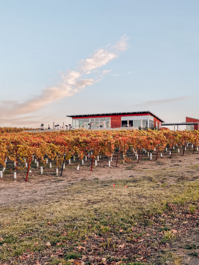 The BEST Wineries in Carneros For an Unforgettable Time