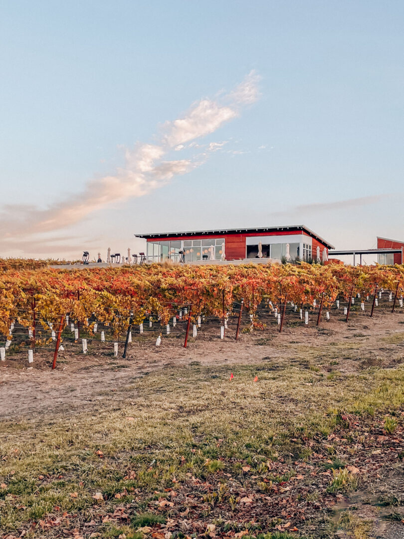 The BEST Wineries in Carneros For an Unforgettable Time