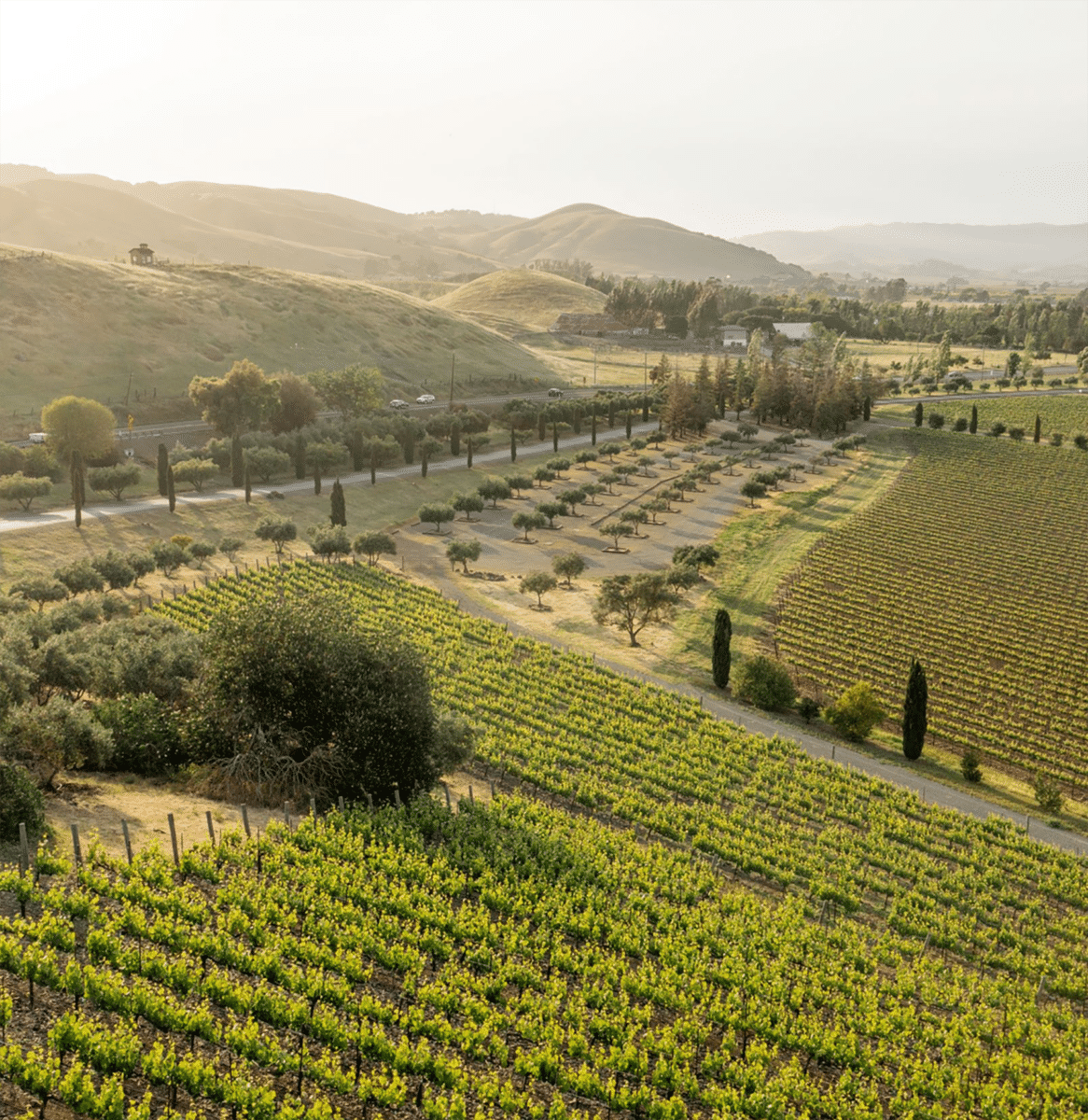 The BEST Wineries in Carneros For an Unforgettable Time