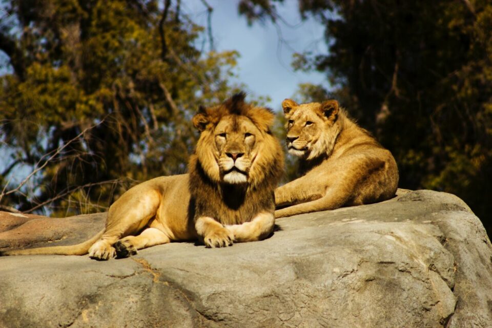 The Best Zoos in the USA From Coast to Coast