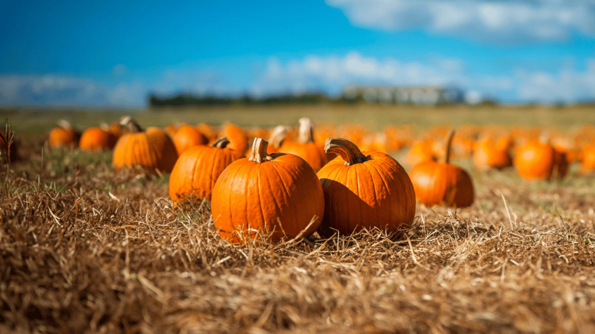 9 Sneaky Pumpkin Patch Scams to Watch For
