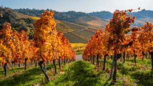 14 Wonders of Germany’s Black Forest You'll Never Forget